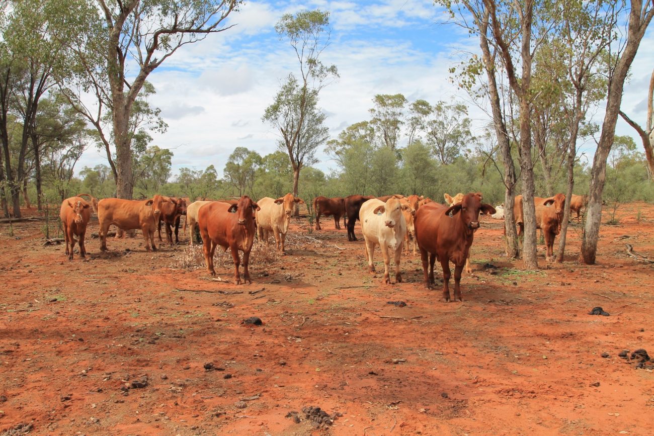 Upcoming Properties For Sale - Sheep Central