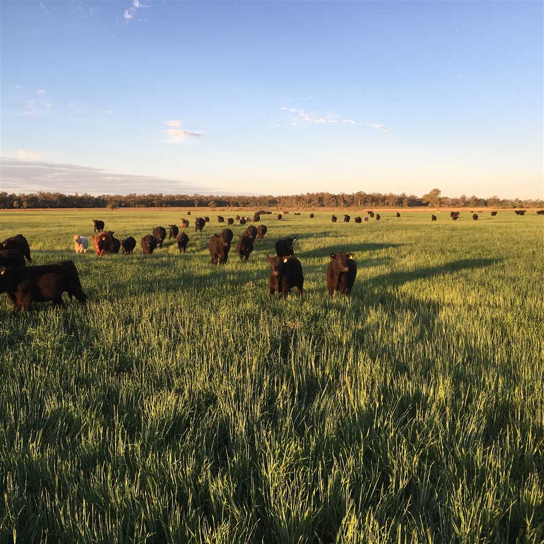 Upcoming Properties For Sale - Sheep Central