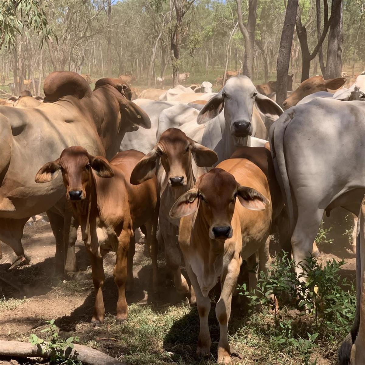 Property Sales Results - Grain Central